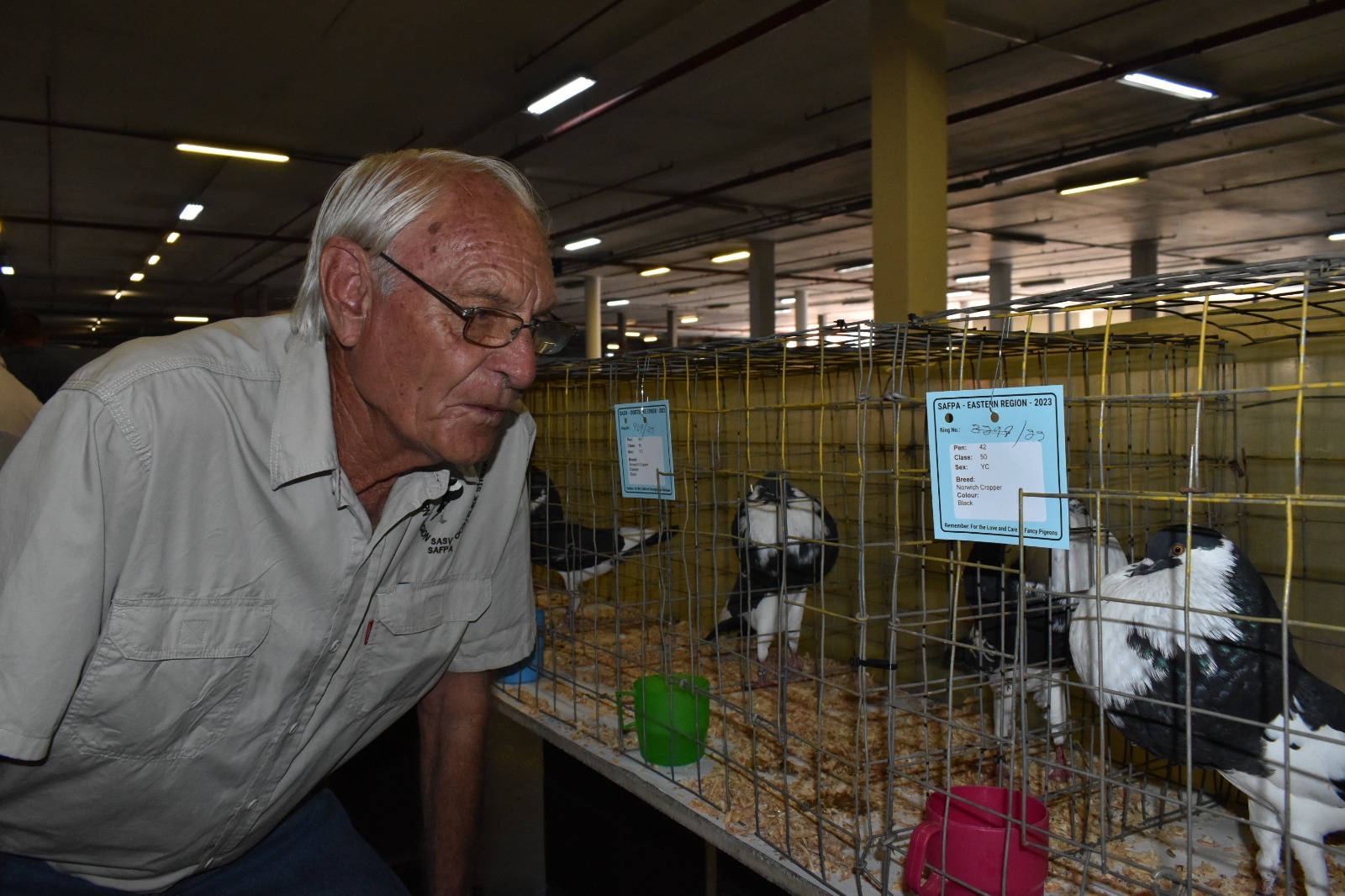 Fancy Pigeon Show a magnificently feathered affair for the Lowveld ...
