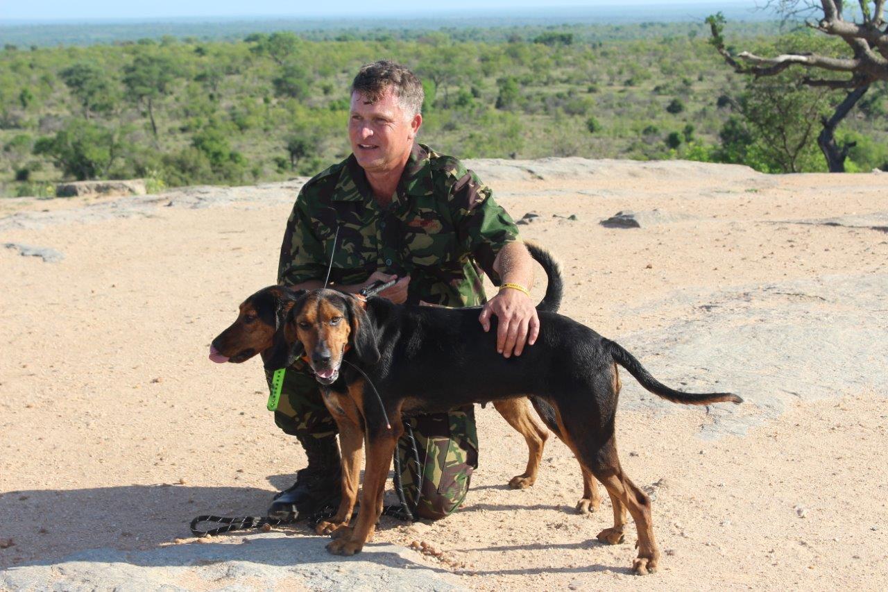 Hound dogs used to curb poaching in Kruger National Park | Lowvelder