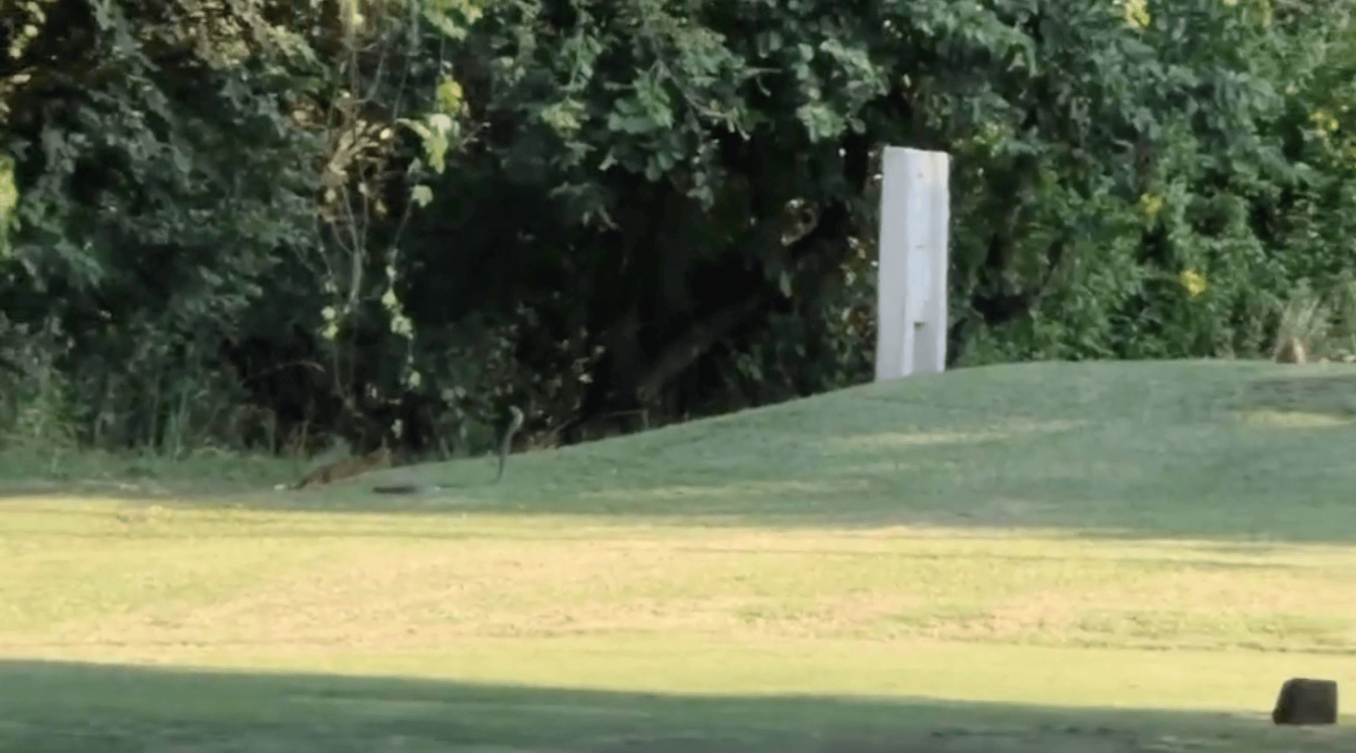 WATCH: Massive black mamba has stand-off with mongoose at Mbombela Golf ...