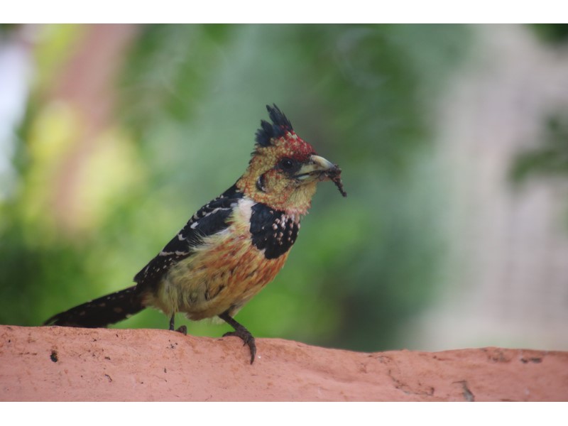 Kan ’n hond saam braai? En ’n voël? | Middelburg Observer