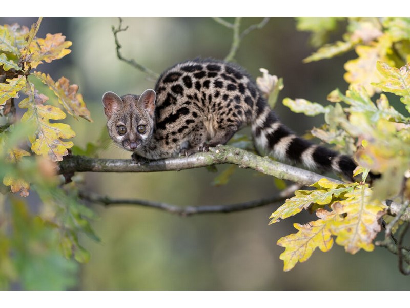 Is muskeljaatkat die sondebok? | Middelburg Observer