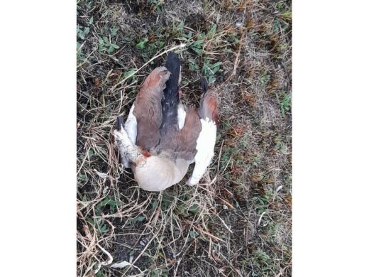 Is muskeljaatkat die sondebok? | Middelburg Observer