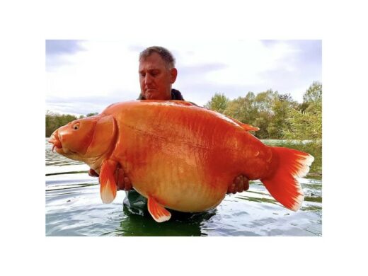 Monster goudvis ‘Carrot’ se kleinboet, ‘Worteltjie’ uit Loskop getrek ...