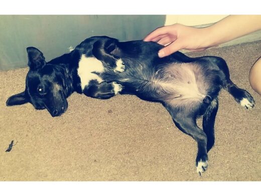 Vlooi byt en glip toe uit by hondesalon | Middelburg Observer