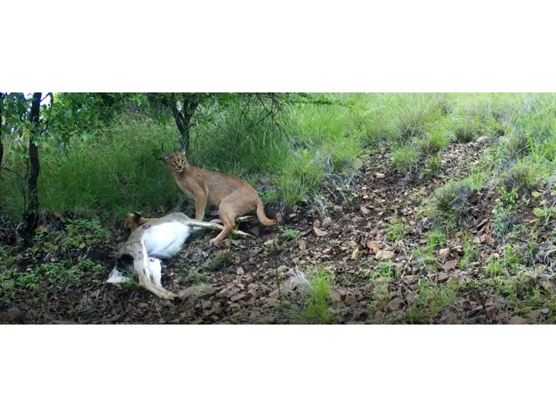 Reuse rooikat oorskadu rare Koekoek na karkas op plato ontdek word ...
