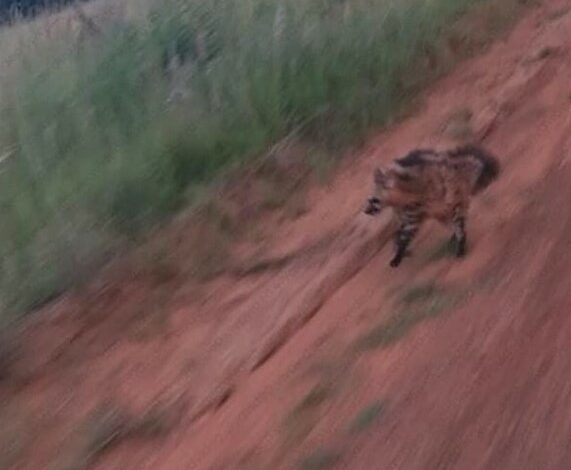 'Vreemde' diere langs die pad val bakkie aan | Middelburg Observer