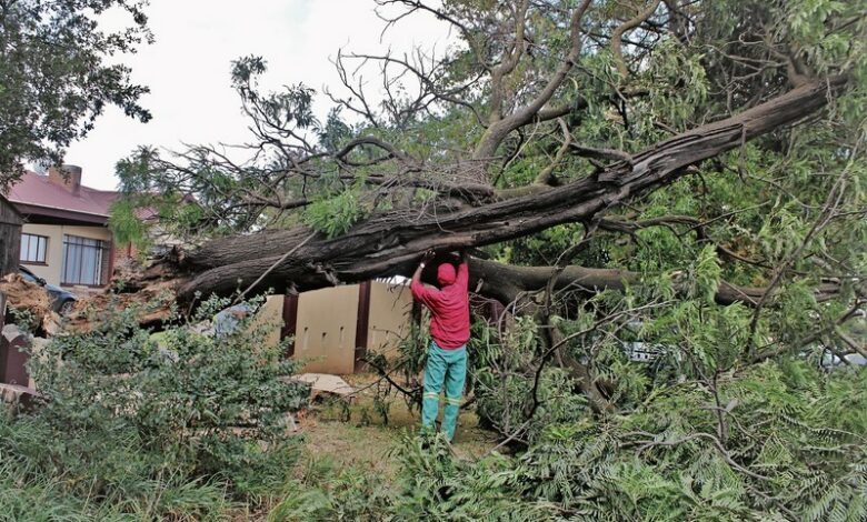 Huge tree crashes through wall | Middelburg Observer