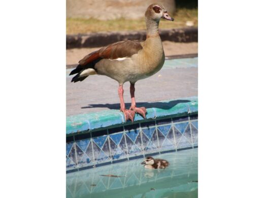 Kolganse is terug met agt donssagte babas | Middelburg Observer