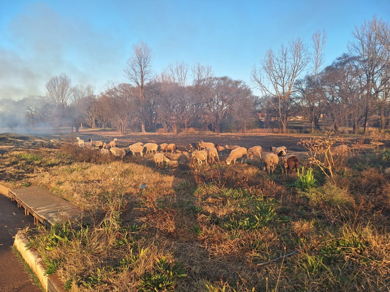 Dennesig to count sheep tonight | Middelburg Observer