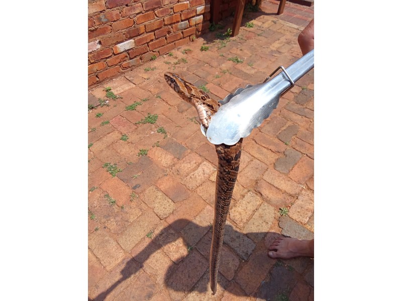 Vriendelike adder sluit aan vir braai by Dennesig gesinnetjie ...