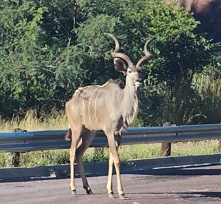 Motoriste gewaarsku oor afoor koedoe | Middelburg Observer