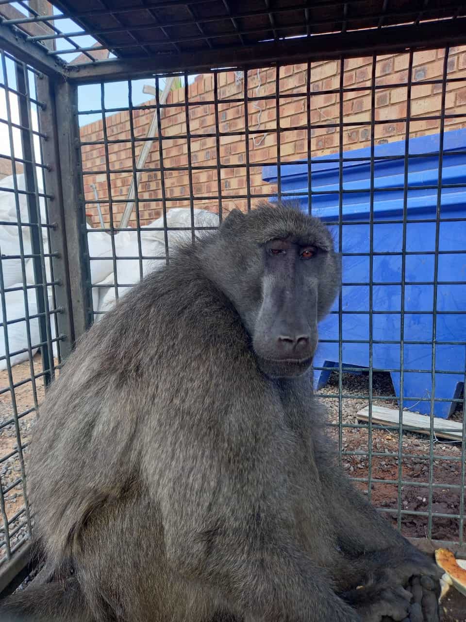 Watch: Rescued baboon finds hope at Wildlife Paws Rehabilitation and ...