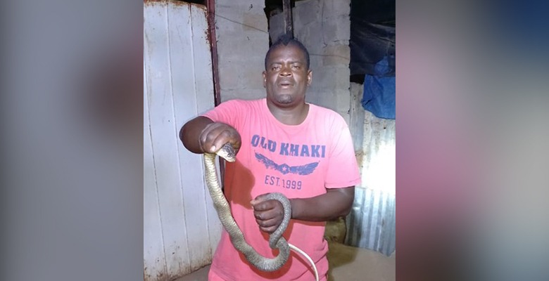Another deadly snake removed from Mkhuhlu | Mpumalanga News