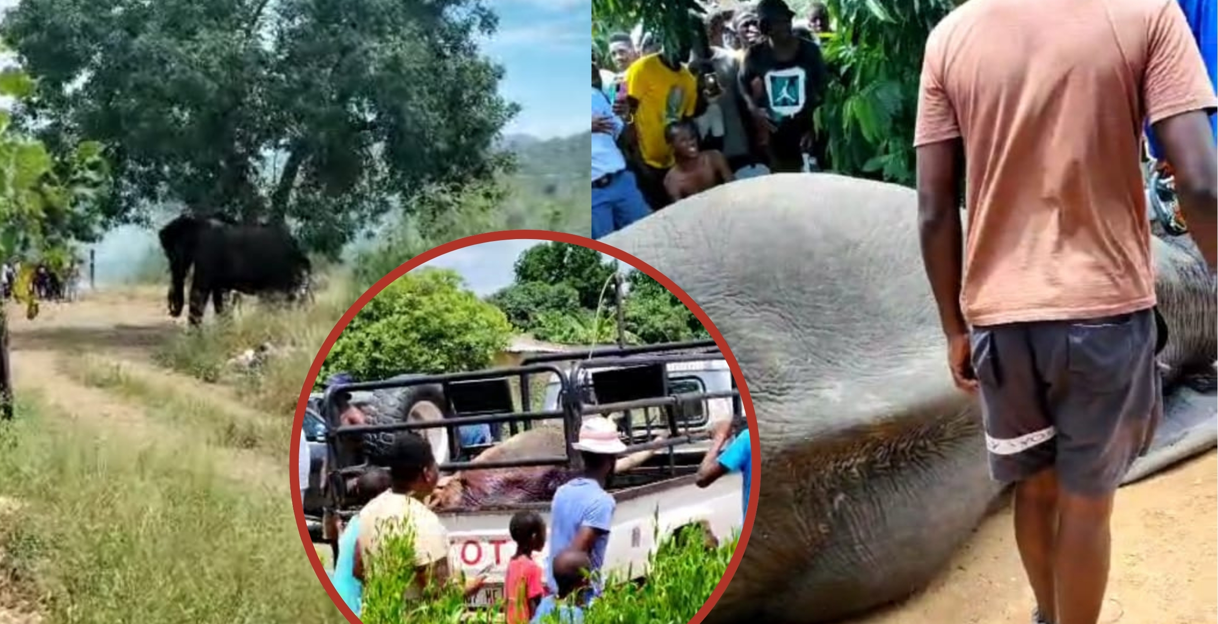 Kruger elephant escapes into neighbouring Matsulu, euthanised ...