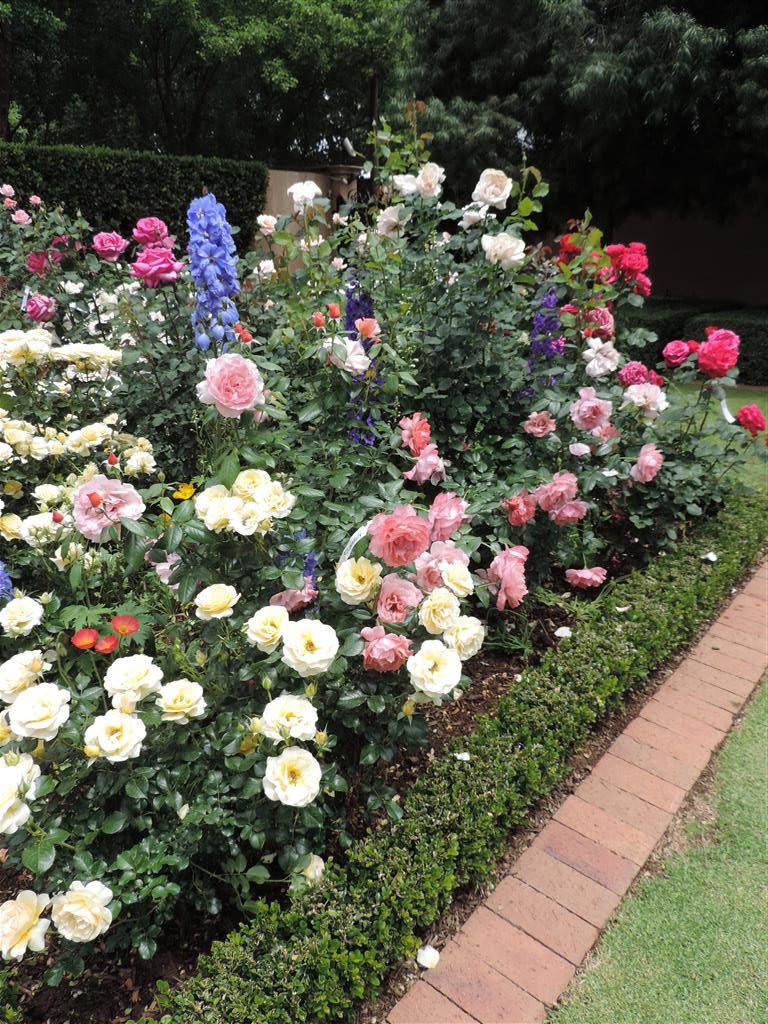 Unforgettable autumn roses | Network News