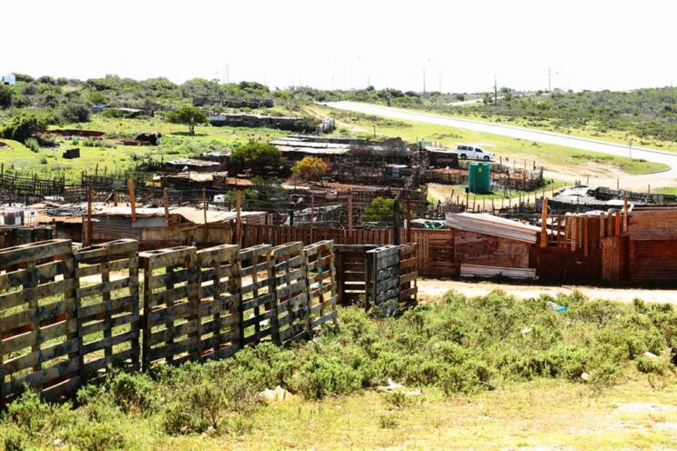 Bedryf bekommerd oor varkpes-uitbraak in die Tuinroete - LNN - Network News