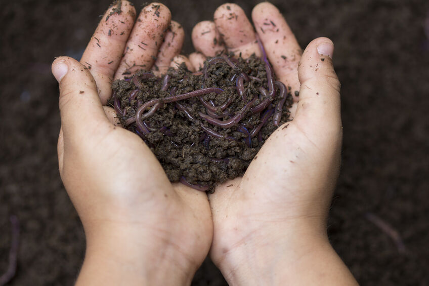 Help your child to make their own worm farm | Network News