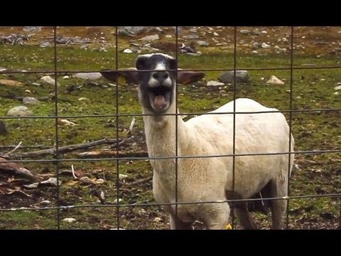 CREATURE TUESDAY: Watch these animals acting like humans | Network News