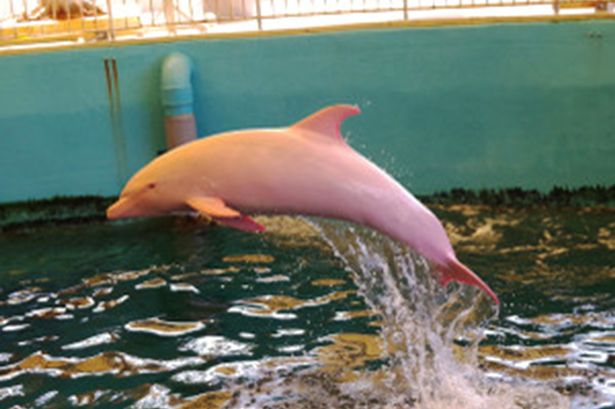 Rare colour changing dolphin making a splash at Japanese aquarium ...