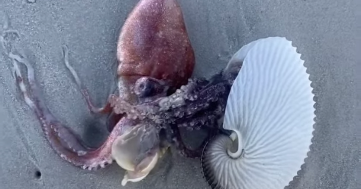 Scientist finds a paper nautilus octopus on Muizenberg Beach | Network News