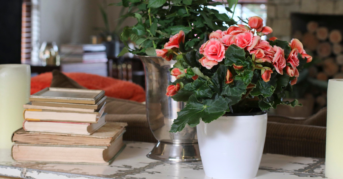 Turn your rental into a home with indoor plants | Network News