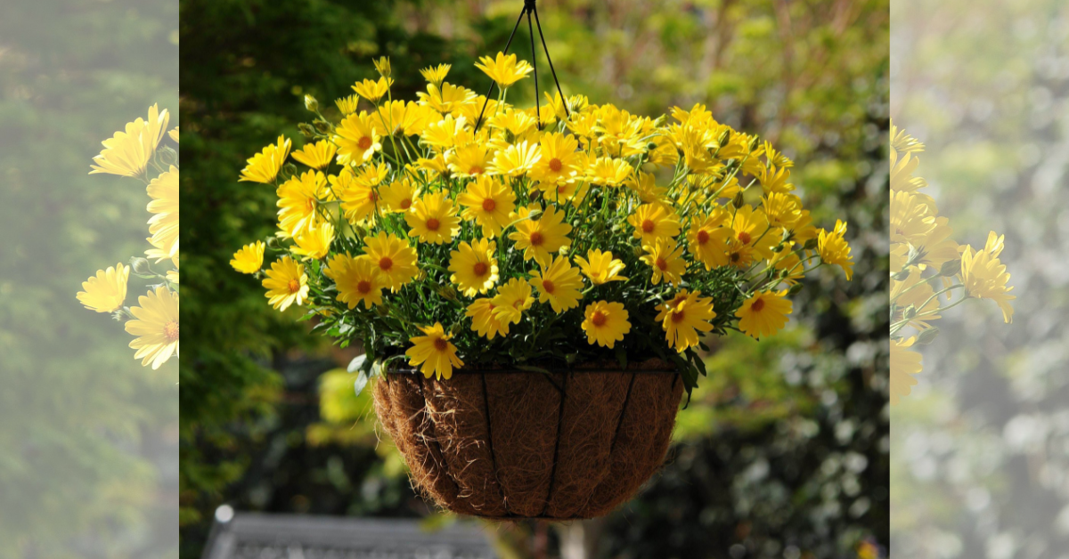 5 best indigenous spring flowers