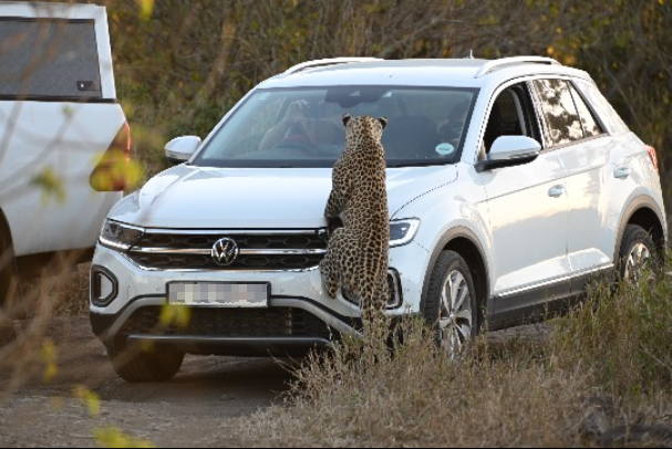 Photos: Leopard gets cosy on couple’s car in the Kruger National Park ...