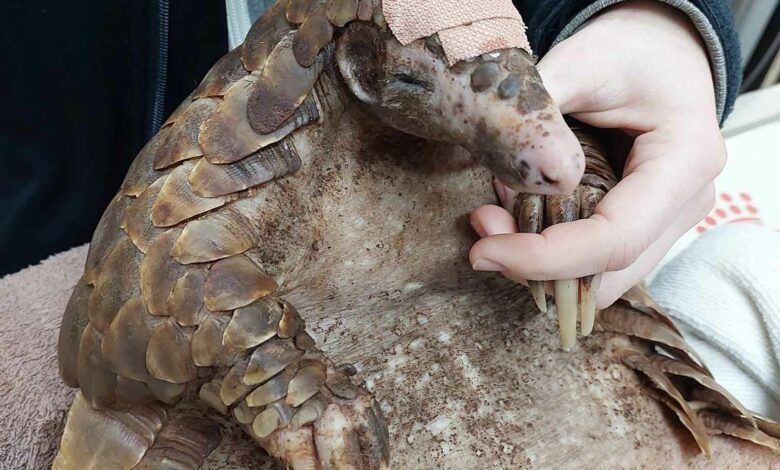 Female pangolin and baby rescued from poachers in the Northern Cape ...
