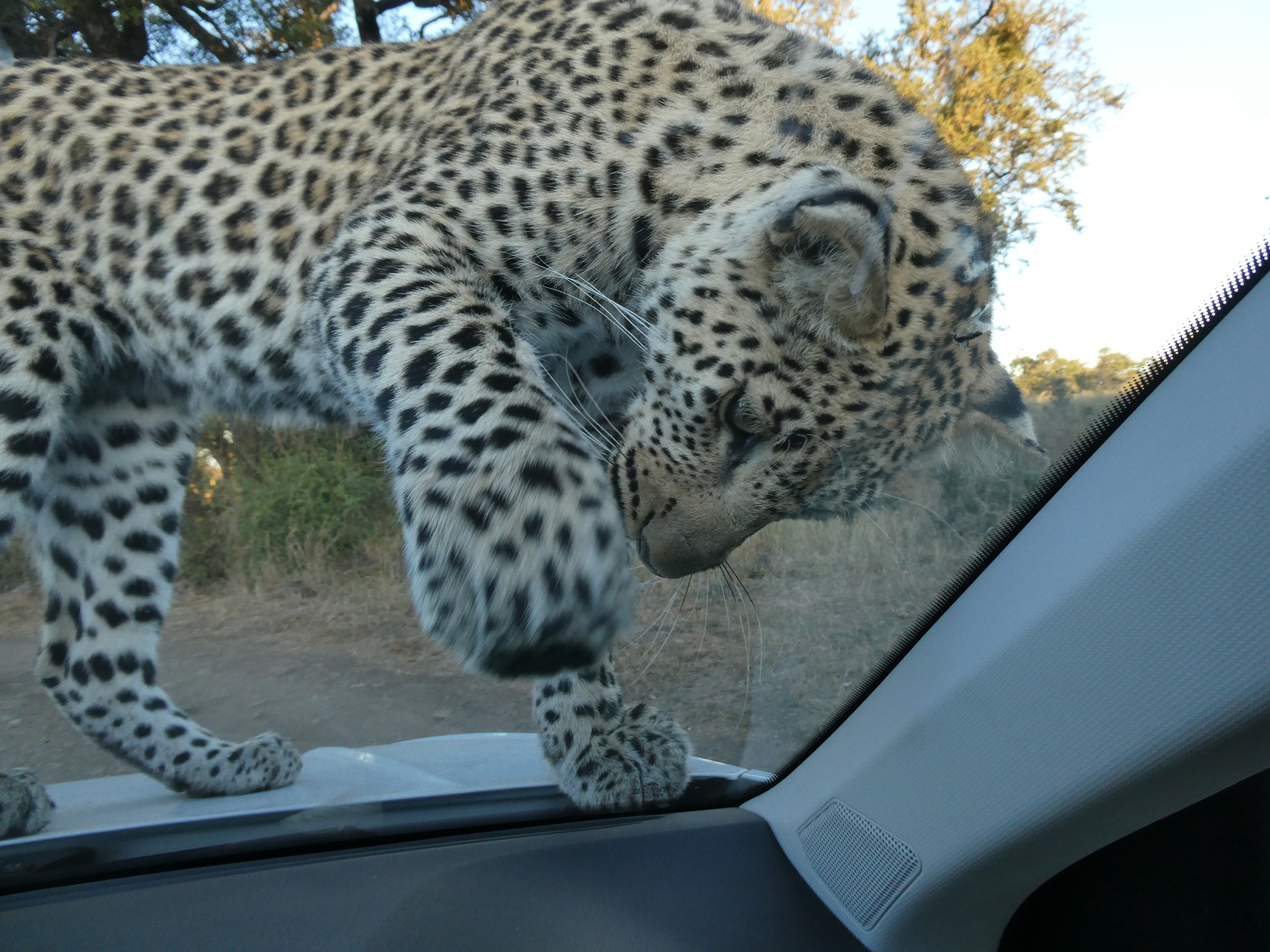 Photos: Leopard gets cosy on couple’s car in the Kruger National Park ...