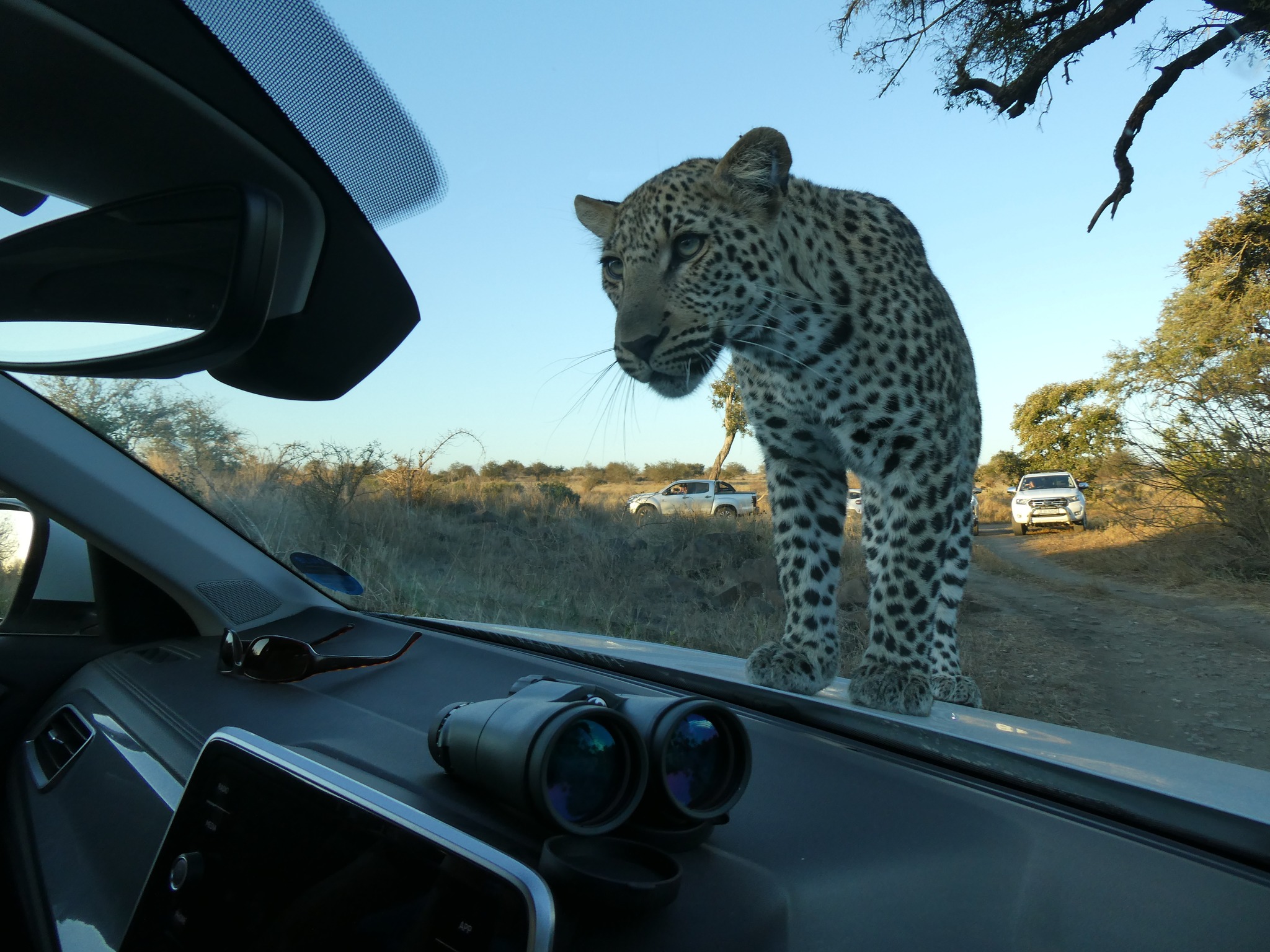 Photos: Leopard gets cosy on couple’s car in the Kruger National Park ...