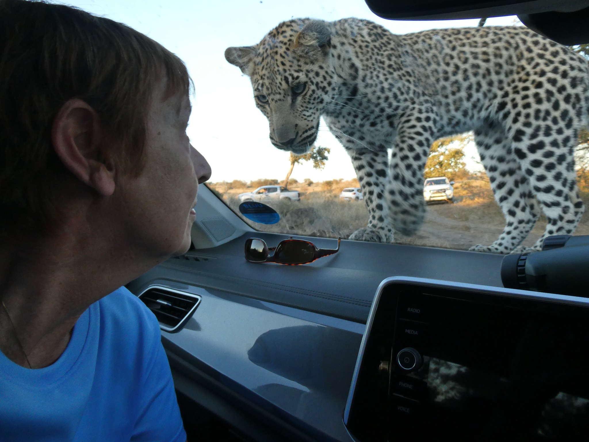Photos: Leopard gets cosy on couple’s car in the Kruger National Park ...