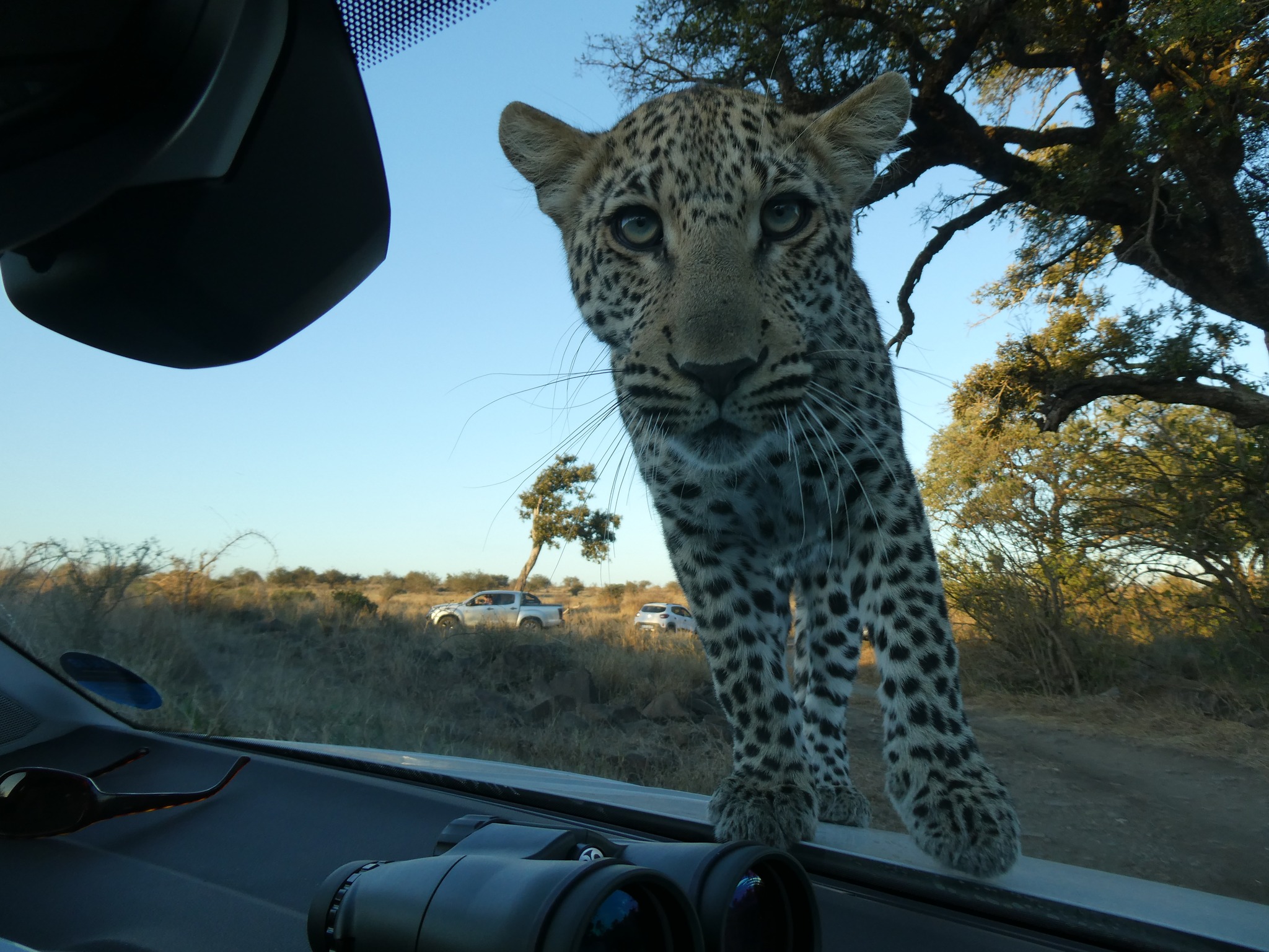 Photos: Leopard gets cosy on couple’s car in the Kruger National Park ...