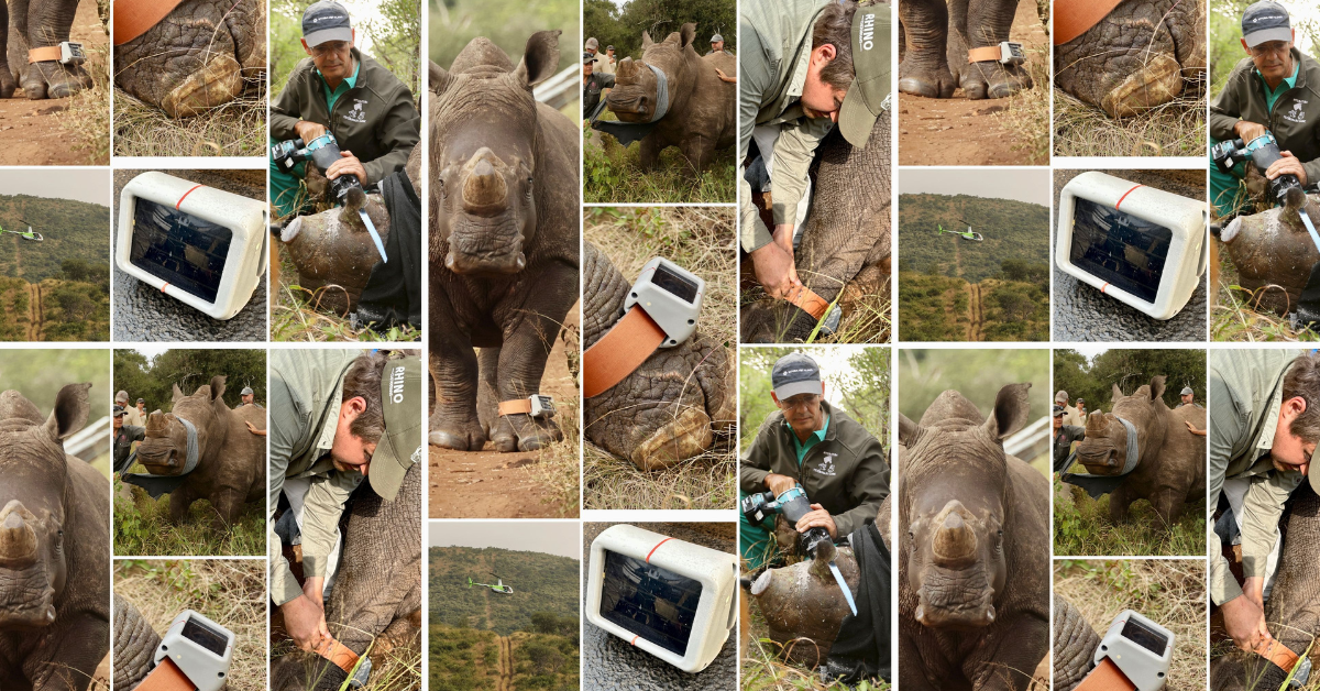 Rhino conservation calls on cutting-edge AI technology in KZN