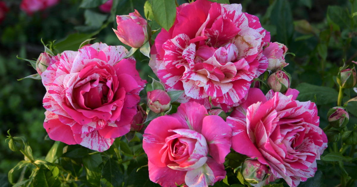 The allure of striped roses
