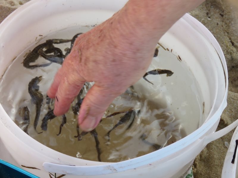 Nearly 1 000 stranded Knysna seahorses saved - LNN - Network News Nearly 1 000 stranded Knysna seahorses saved - LNN - Network News