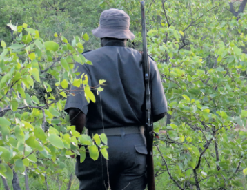 Kruger field ranger gets 10 years for shooting rhino - LNN - Network News