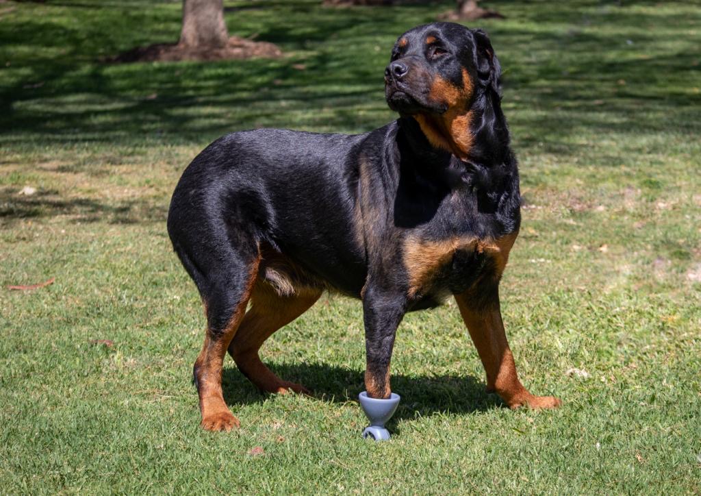 Watch: SA-first surgery: Rottweiler gets artificial foot - LNN ...