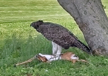 Eagle captures impala on Skukuza Golf Course - LNN - Network News