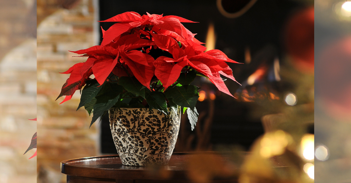 Best festive plants for every occasion