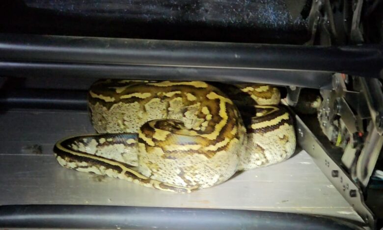 Watch: Large African python visits Mbombela family - LNN - Network News