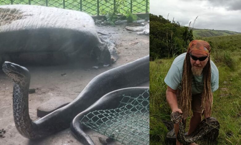 Watch: Port Edward’s dog-eating python rehomed - LNN - Network News