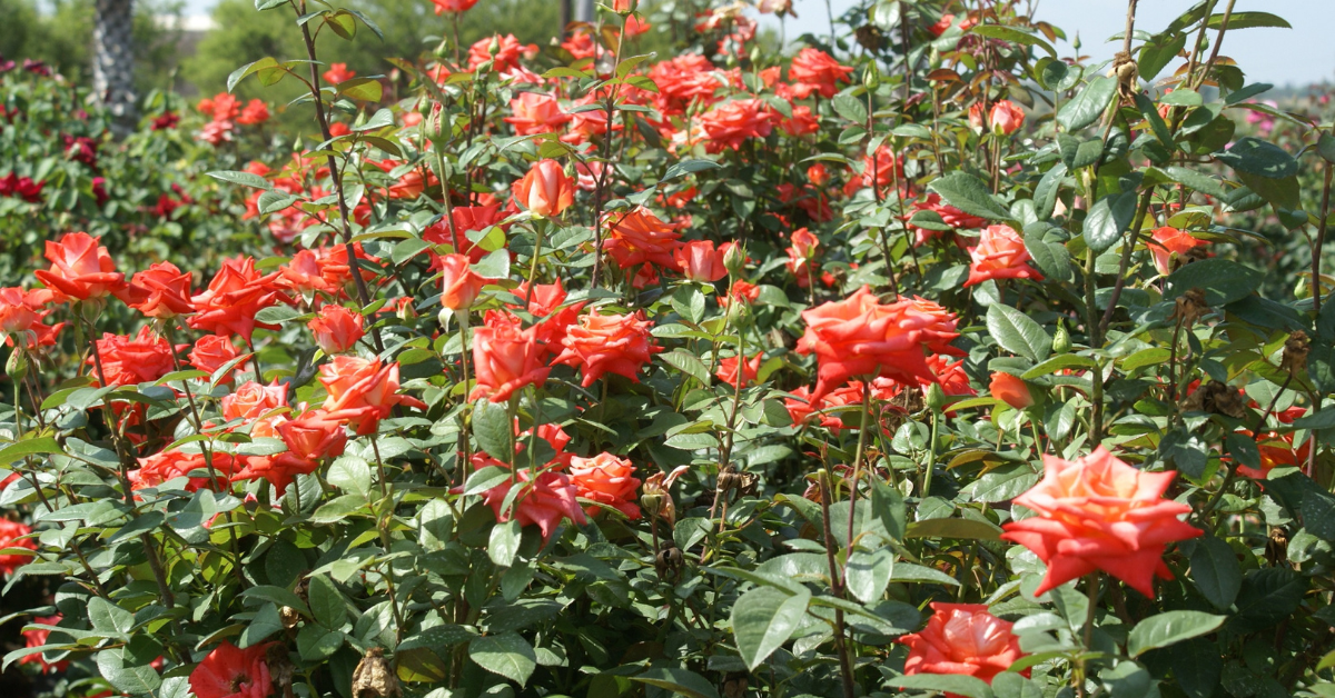 Roses that stand up to the midday sun