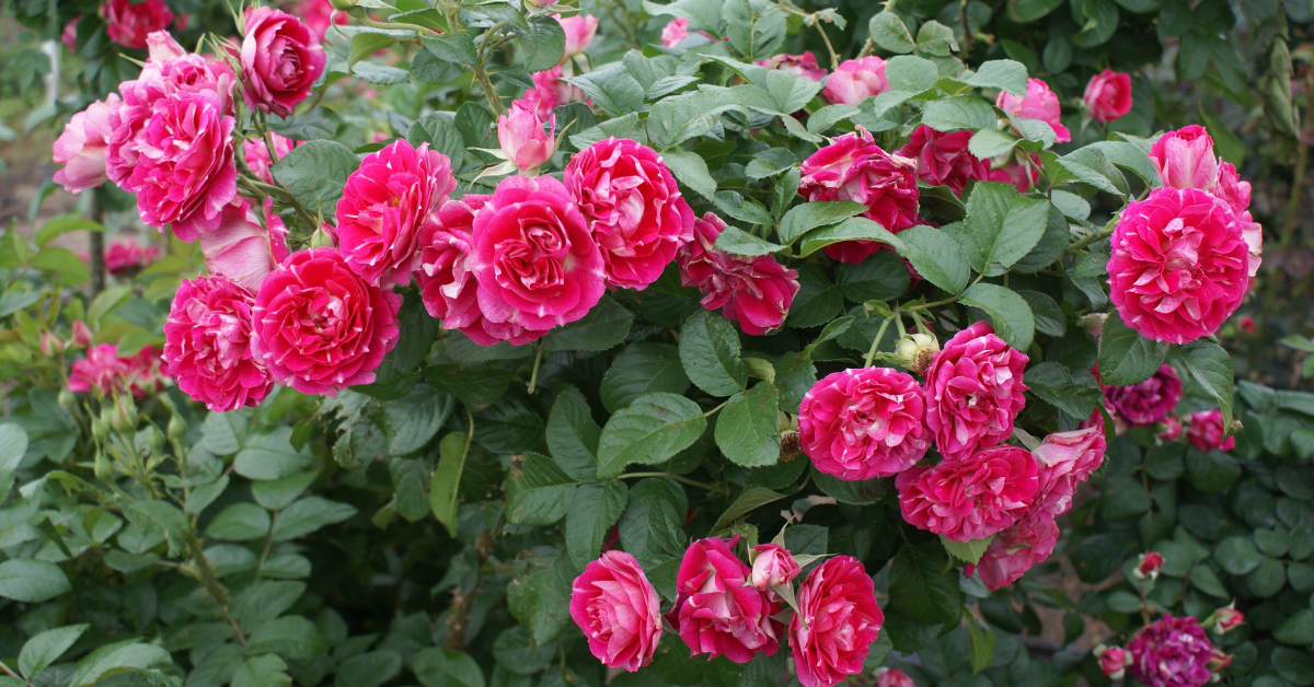 Grand performing roses!