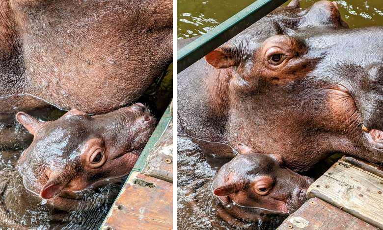 Watch: Hoedspruit’s Jessica the hippo is a proud mother to a healthy ...