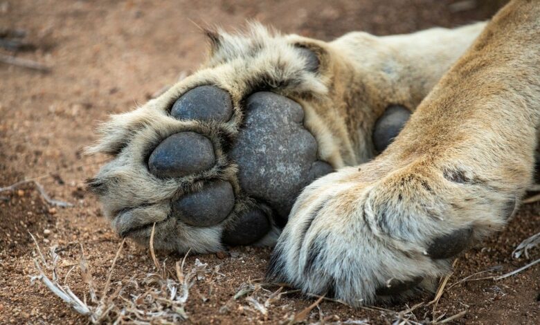 Lion and zebra poached at Limpopo’s Letaba Ranch - LNN - Network News