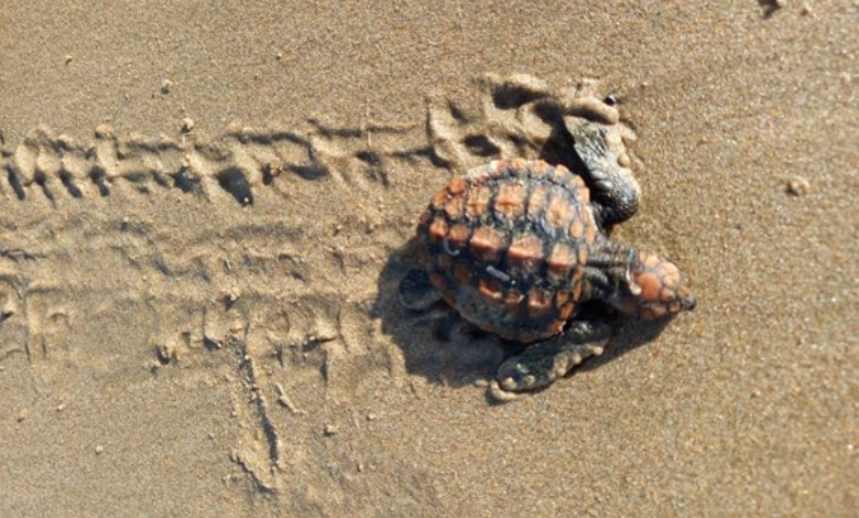 Turtle hatchlings wash up in adverse weather - LNN - Network News