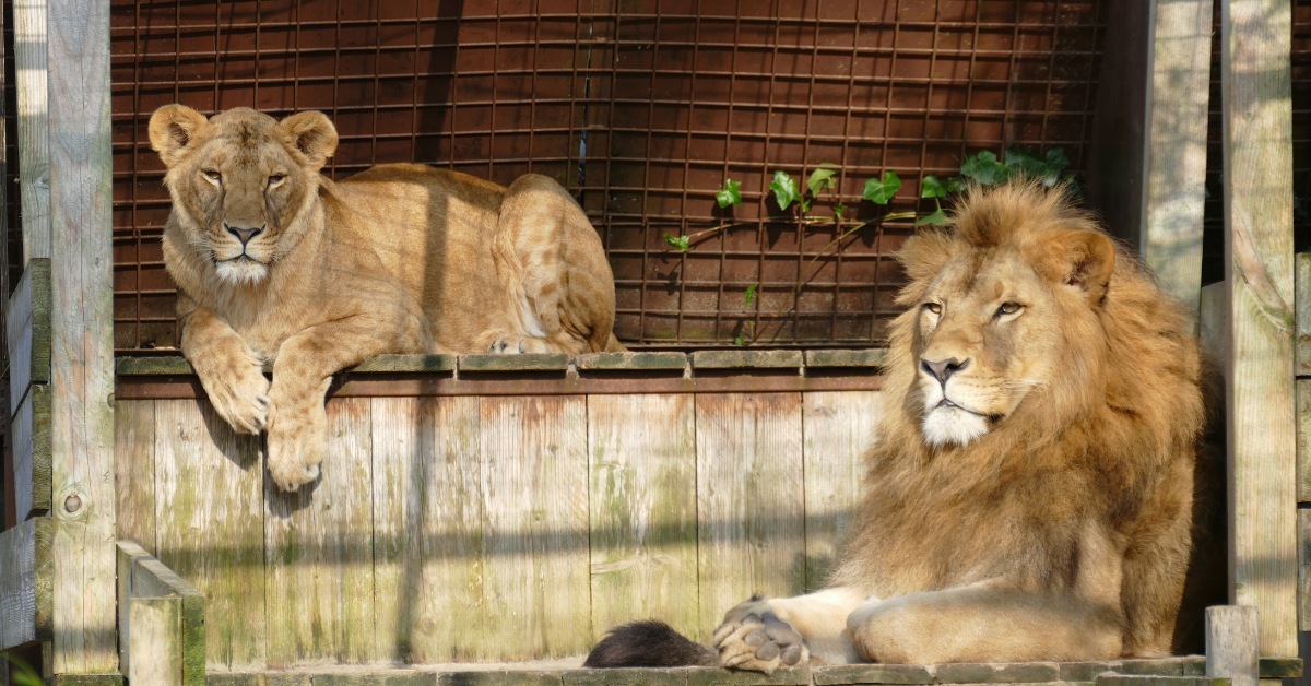 Rescued lion couple transferred to their forever home in SA
