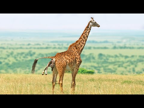 Watch: Giraffe gives birth, baby takes first steps | Network News