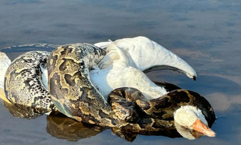 Watch: Rare sighting shows how python eats goose in KZN - LNN - Network ...