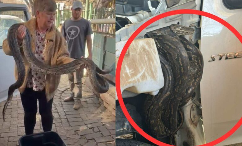 Watch: Pretoria student finds huge python curled up on bakkie’s engine ...